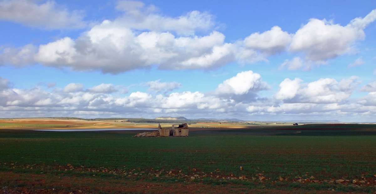 Steppe birds of Spain - Valencia Birding - Guided Bird Watching in Spain