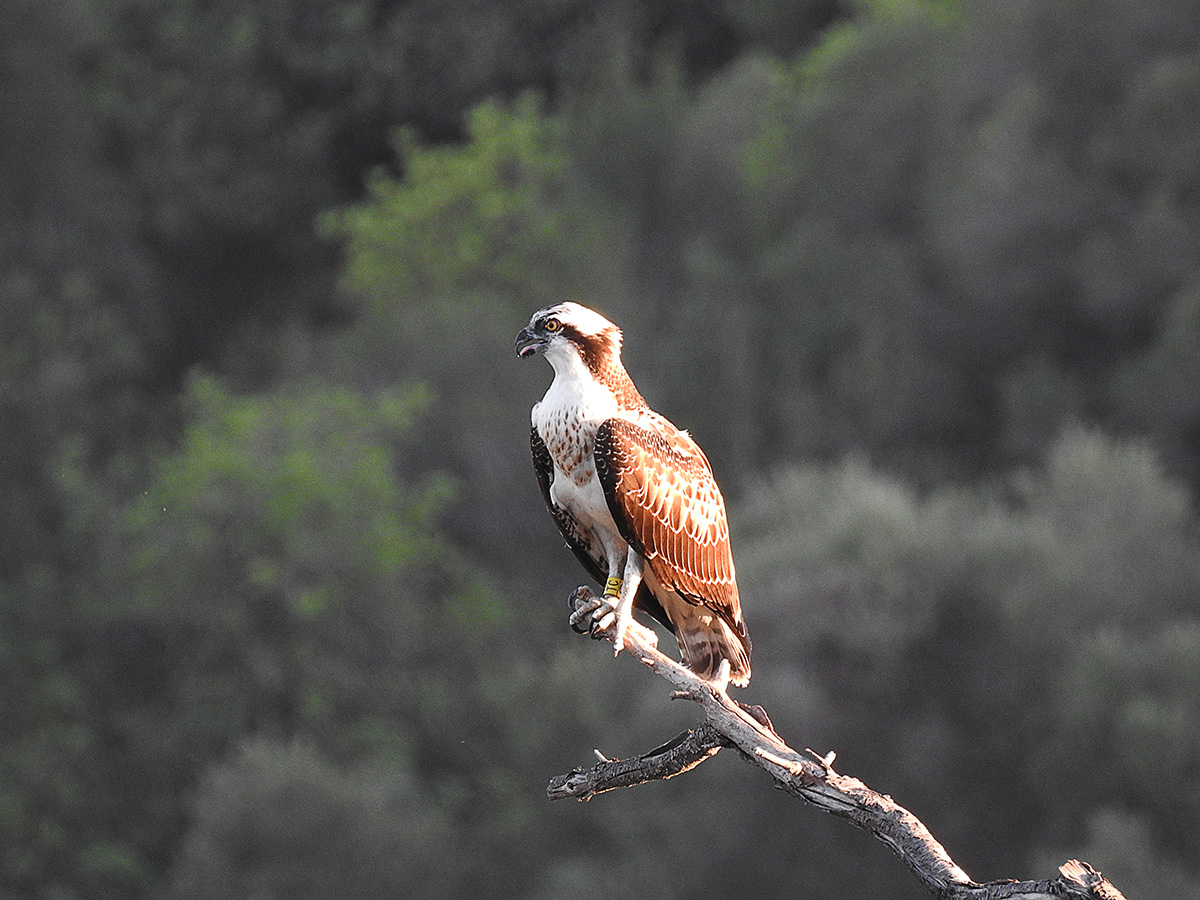 Osprey Re-introduction Project - Valencia Birding - Guided Bird ...