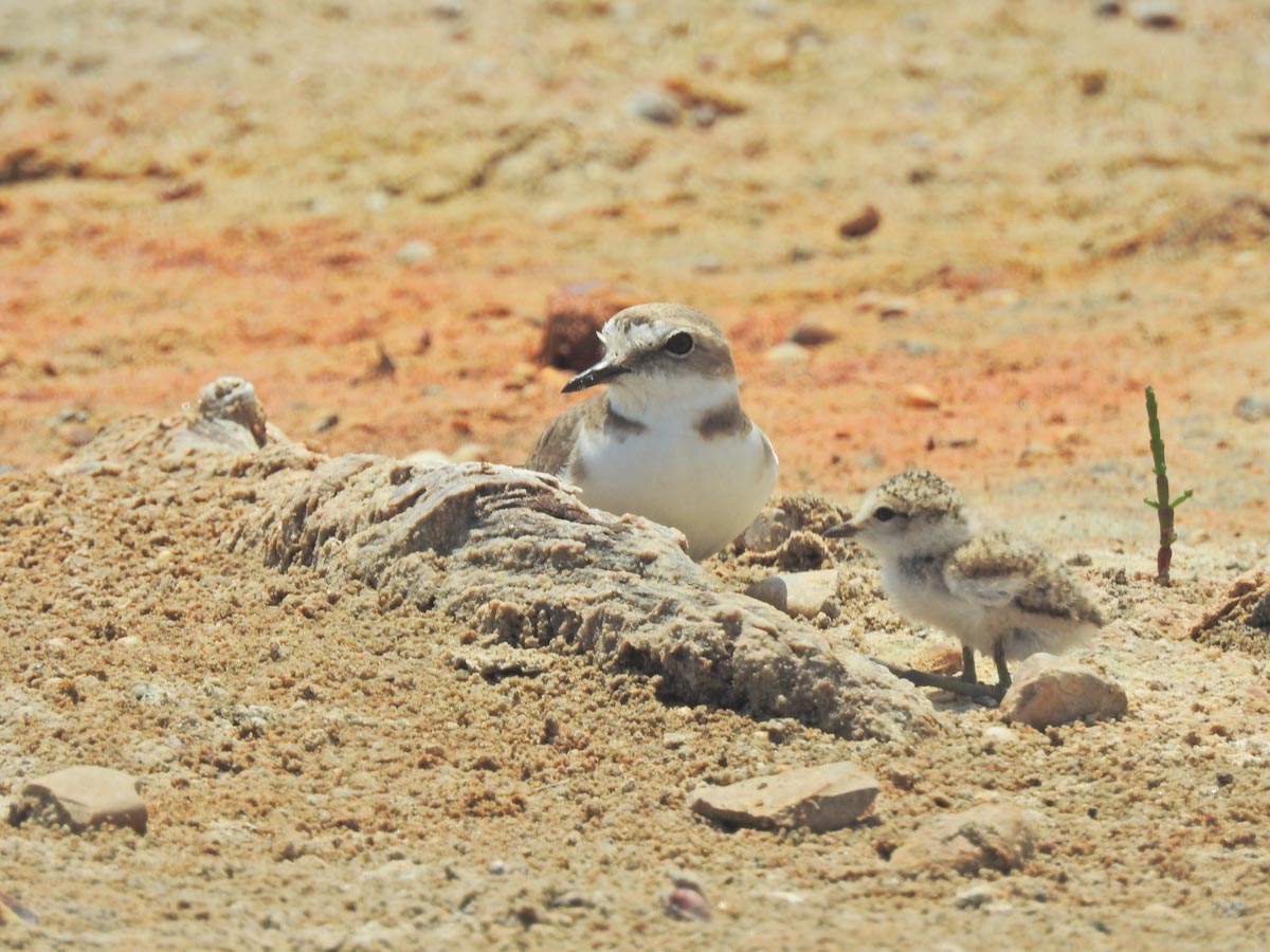 Watching Albufera Grow During the Spring - Valencia Birding - Guided ...