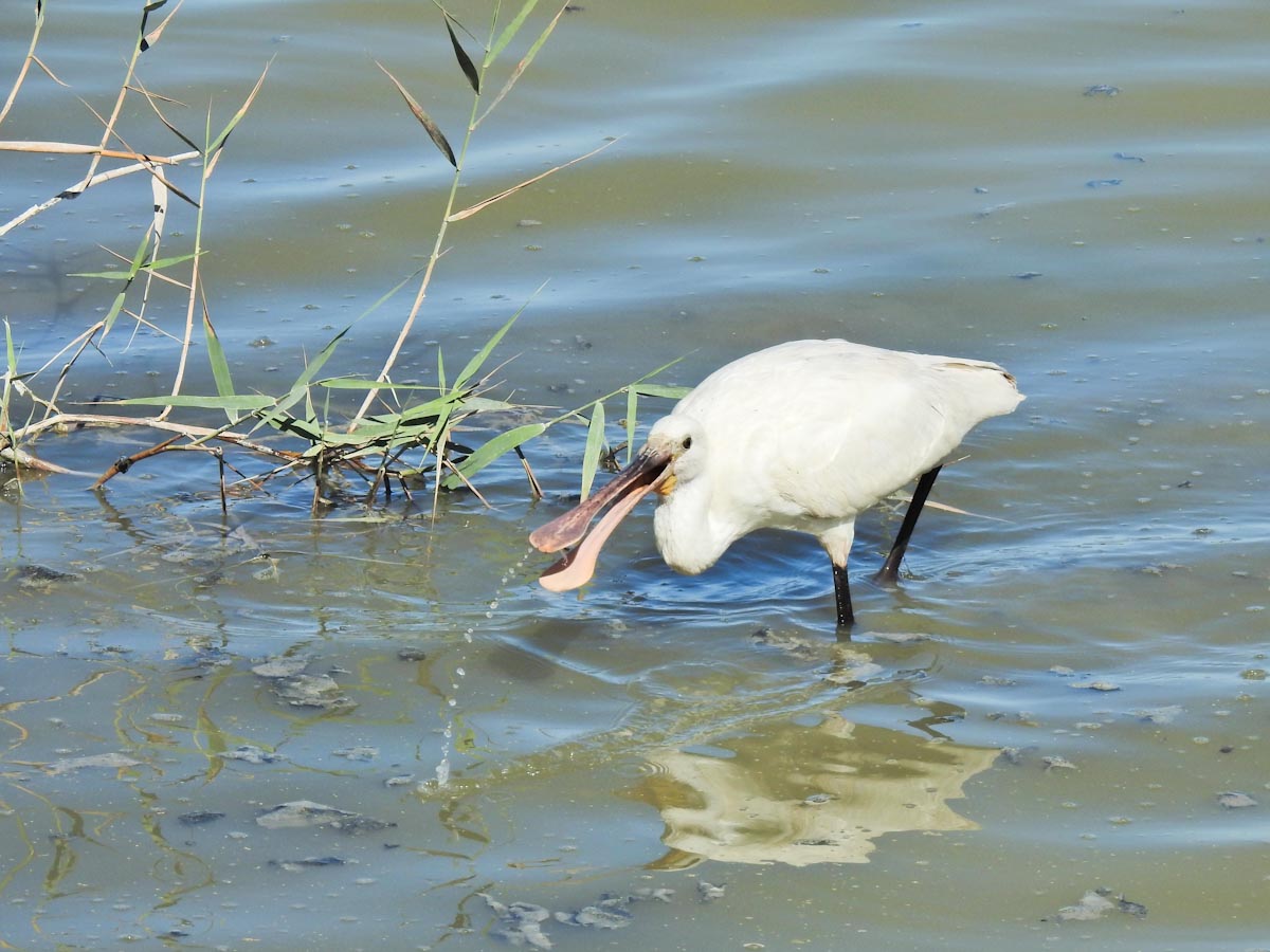 Autumn in Alicante - Valencia Birding - Guided Bird Watching in Spain